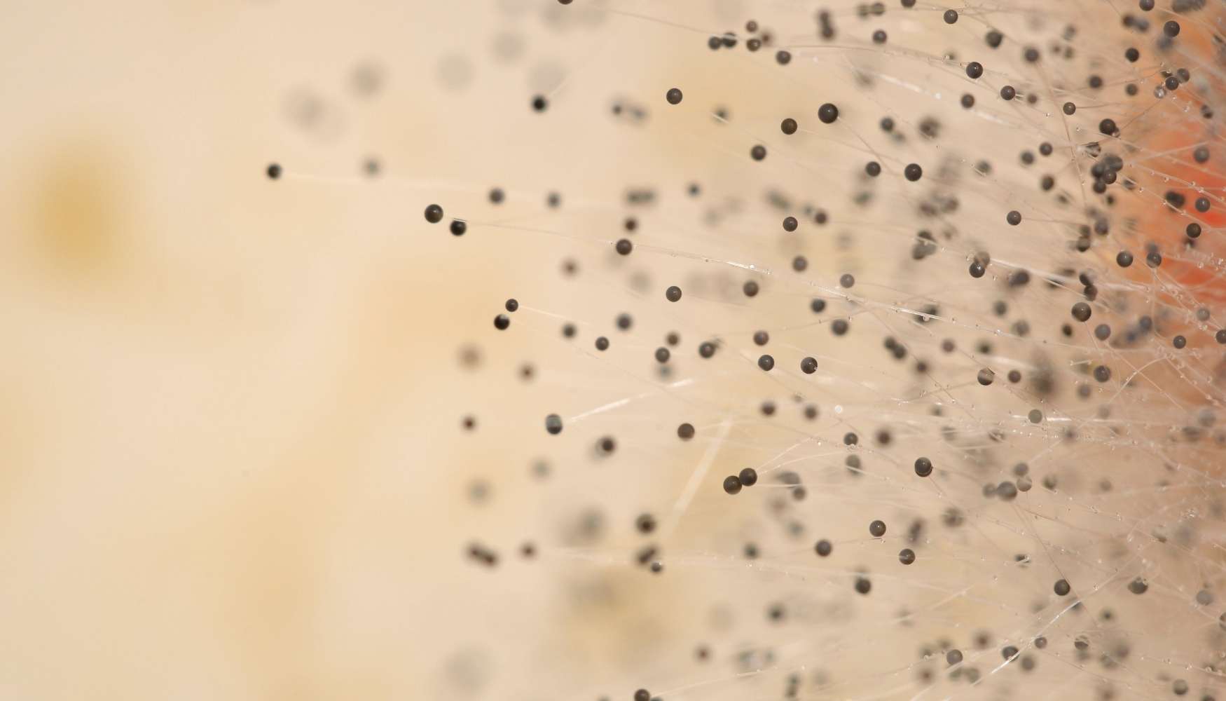 How Do You Kill Mold Spores In The Air Naturally?